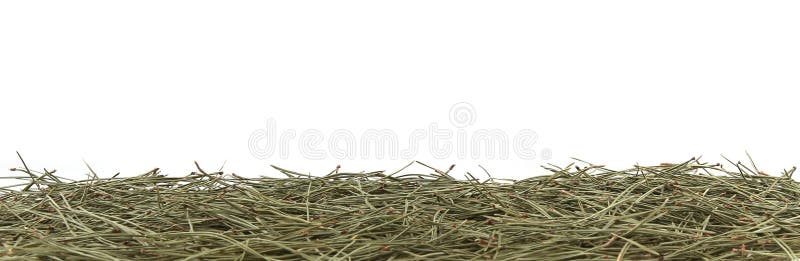 Pine Needles Border Isolated on White Background. Stock Image - Image ...