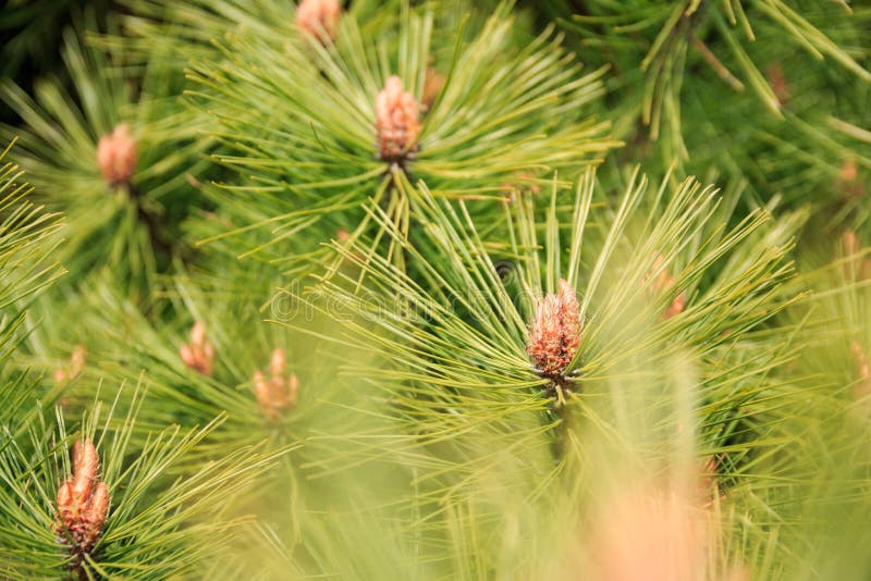 Pine flower stock photo. Image of pine, white, outdoor - 85112834