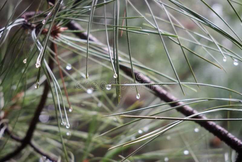 Dew on a pine needle stock image. Image of dewdrops - 157327777