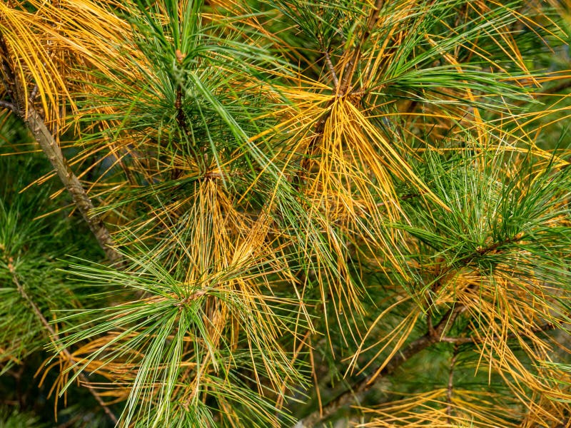 Pine Needles Pest Disease Background Stock Image - Image of ...