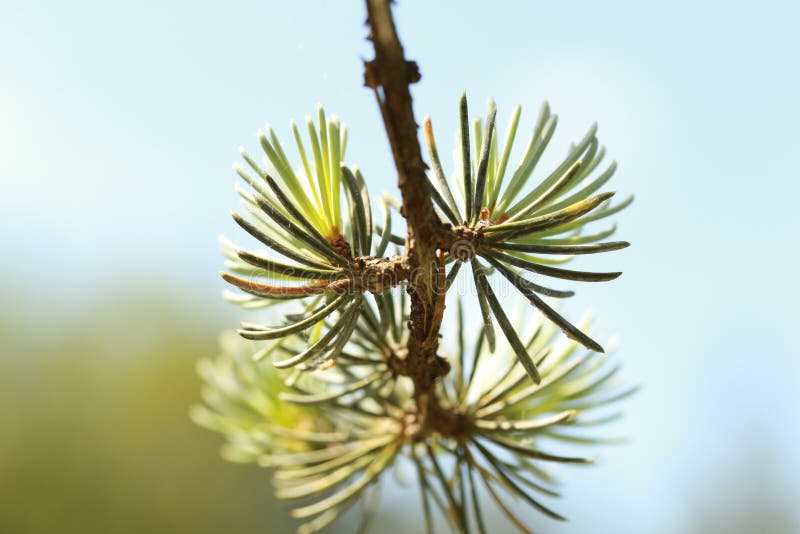 Pine Needles on a Pine Tree Stock Photo - Image of orange, branch ...