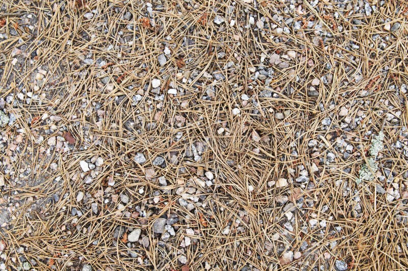 Pine Needles and Small Rubble Stock Photo - Image of ornament, fall ...