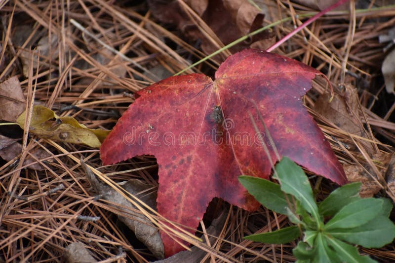 Red Maple Leaf Sitting in Pine Needles Stock Photo - Image of growth ...