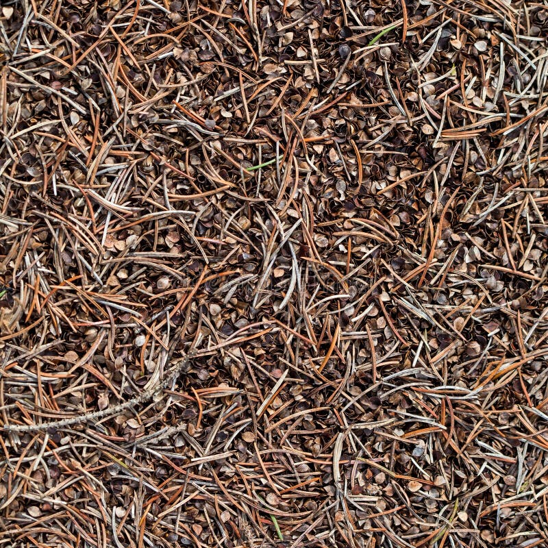 Needles Textture Stock Photos - Free & Royalty-Free Stock Photos from ...