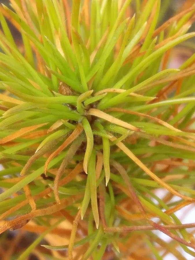 Pine needles on tree stock photo. Image of needles, tree - 159287300