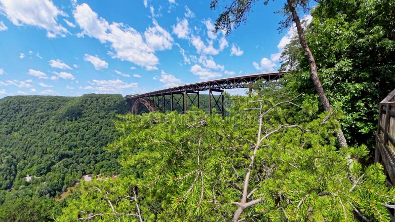 Pine Needles Wave in Wind Below New River Gorge Stock Video - Video of ...