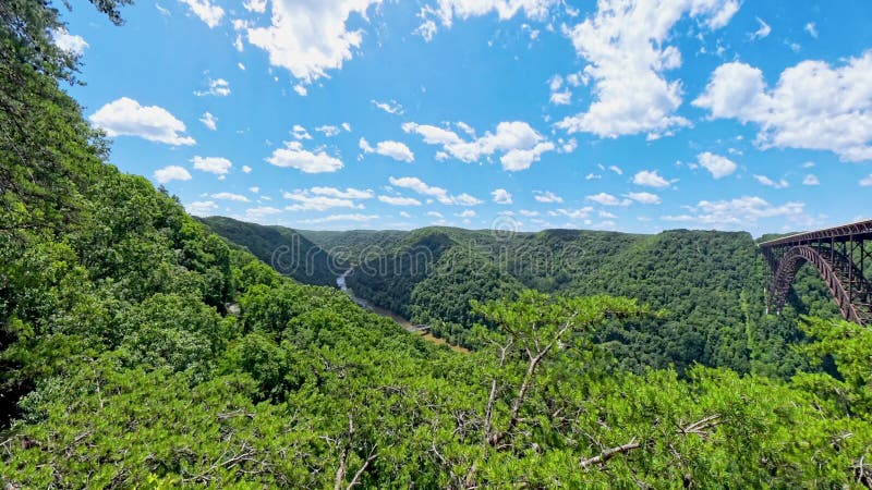 Pine Needles Wave in Wind Below New River Gorge Stock Footage - Video ...