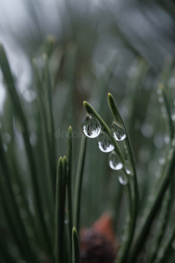 Pine Needles are Wet with Rain Stock Image - Image of green, water ...