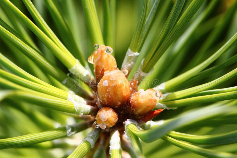 Pine needles stock photo. Image of light, young, green - 43425220