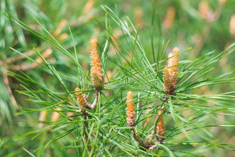 Pinecore Stock Photos - Free & Royalty-Free Stock Photos from Dreamstime