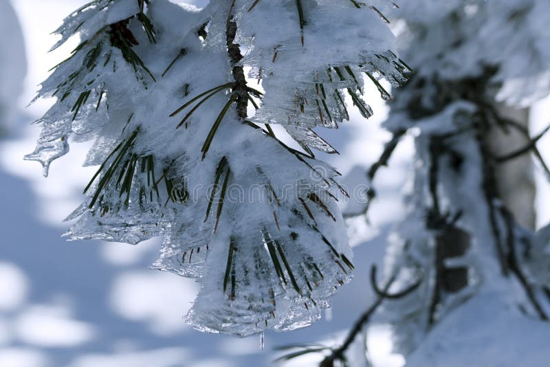 Pine Needlles with Snow and Ice Stock Image - Image of nature ...