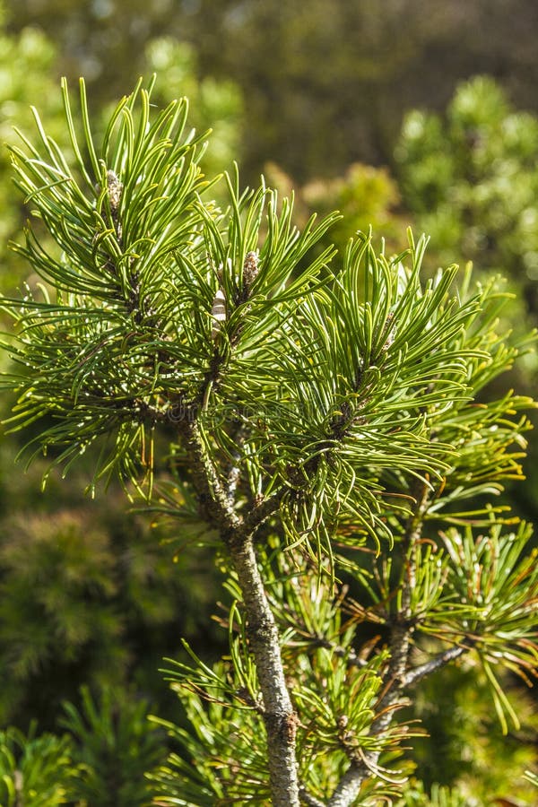Pine stock image. Image of silver, foliage, pinus, horizontal - 38871441