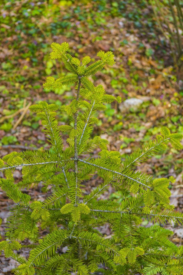 Pinus Spp Stock Photos - Free & Royalty-Free Stock Photos from Dreamstime