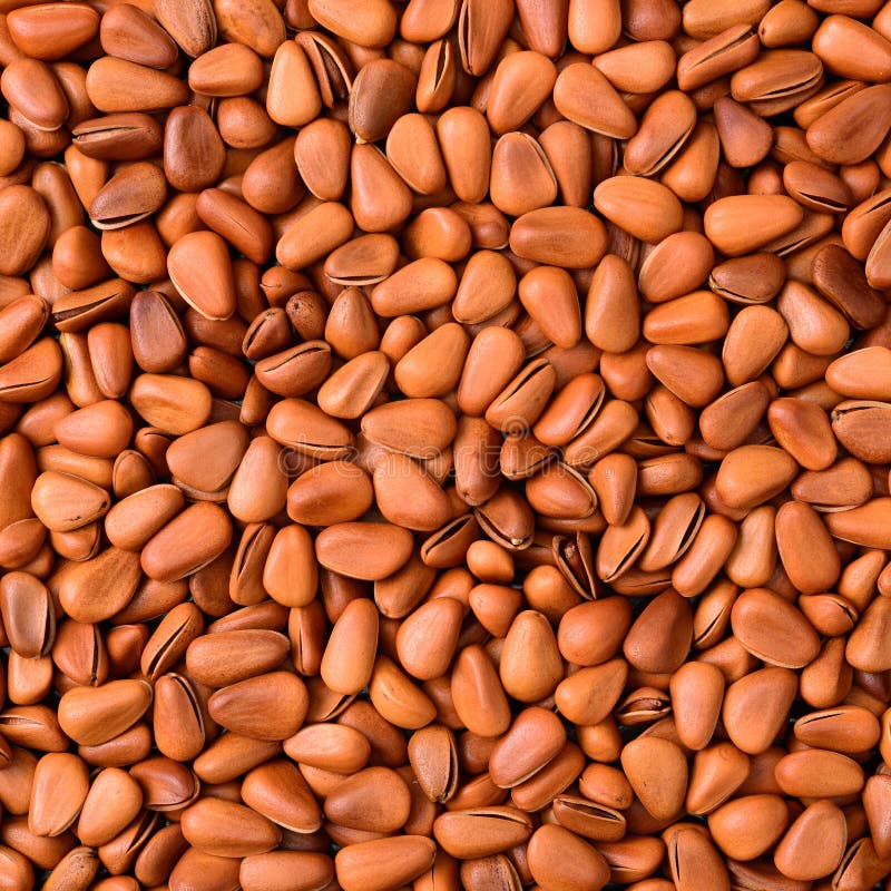 Pine nut stock image. Image of ingredient, harvest, cooked - 67448151