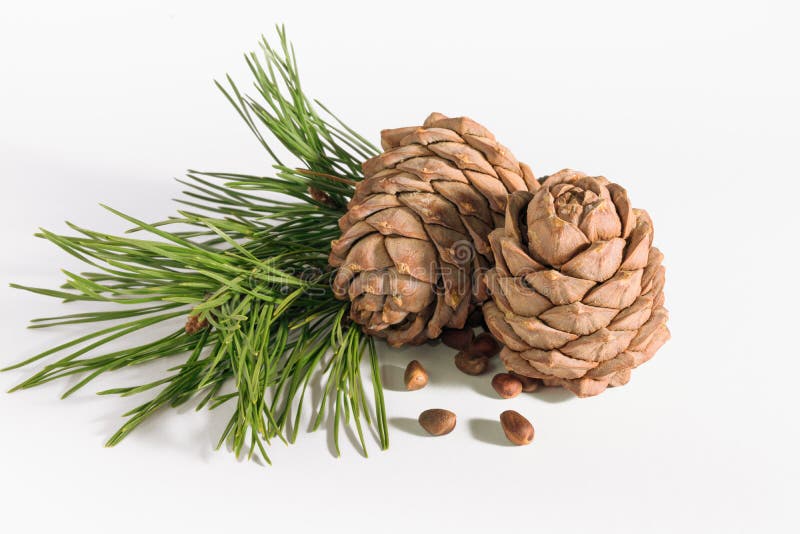 Close Up Isolate Cedar Cones Branches Nuts Stock Photos - Free ...