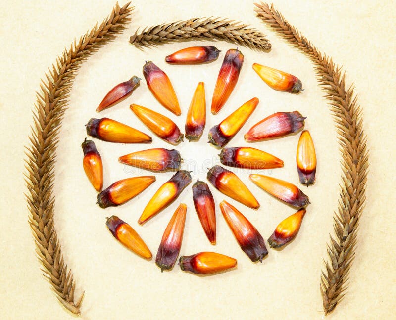 Pine Nut Fruit a Lot in Artistic Shape Top View Stock Image - Image of ...