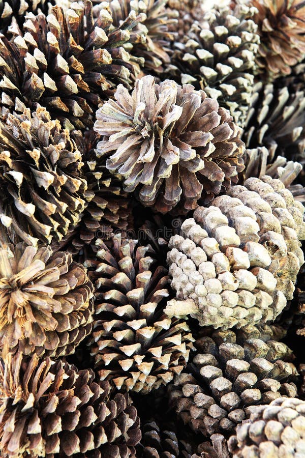 The Pine Nut stock image. Image of reed, brown, panel - 40006313