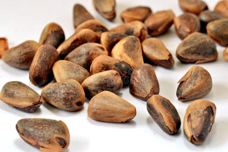 Pine nut Pinales stock photo. Image of dried, pinales - 73401068