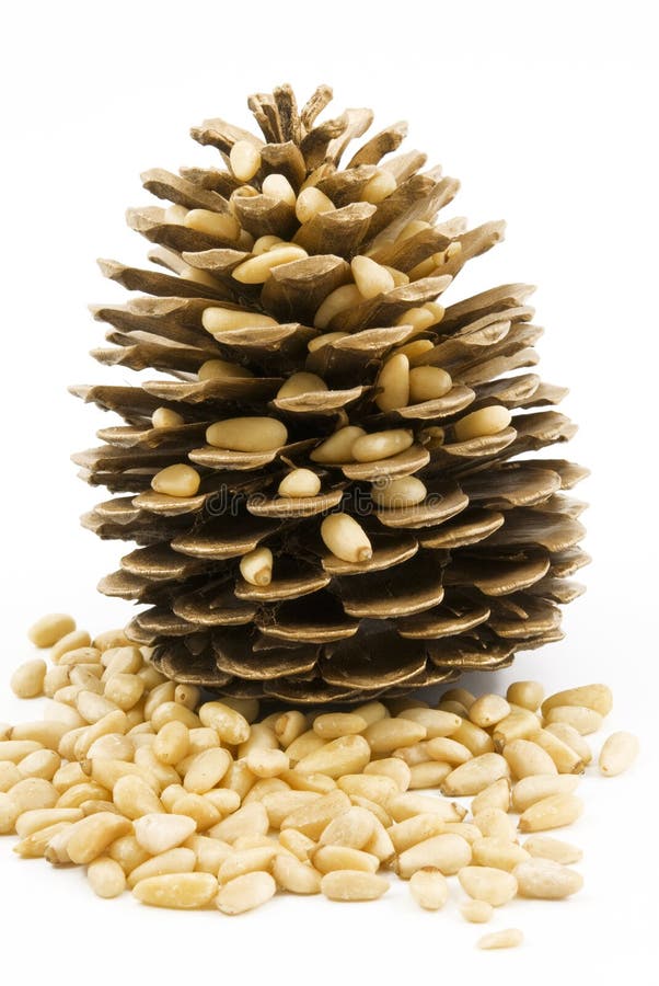 Pine nuts 2 stock photo. Image of brown, kernels, forest - 8141284