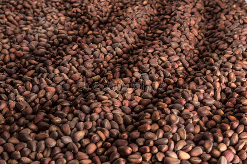 Pine nuts stock image. Image of wood, shadow, beautiful - 44571901