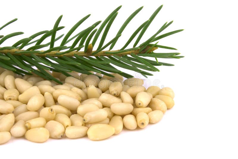 Pine Nuts with Branches Isolated on White Stock Photo - Image of ...