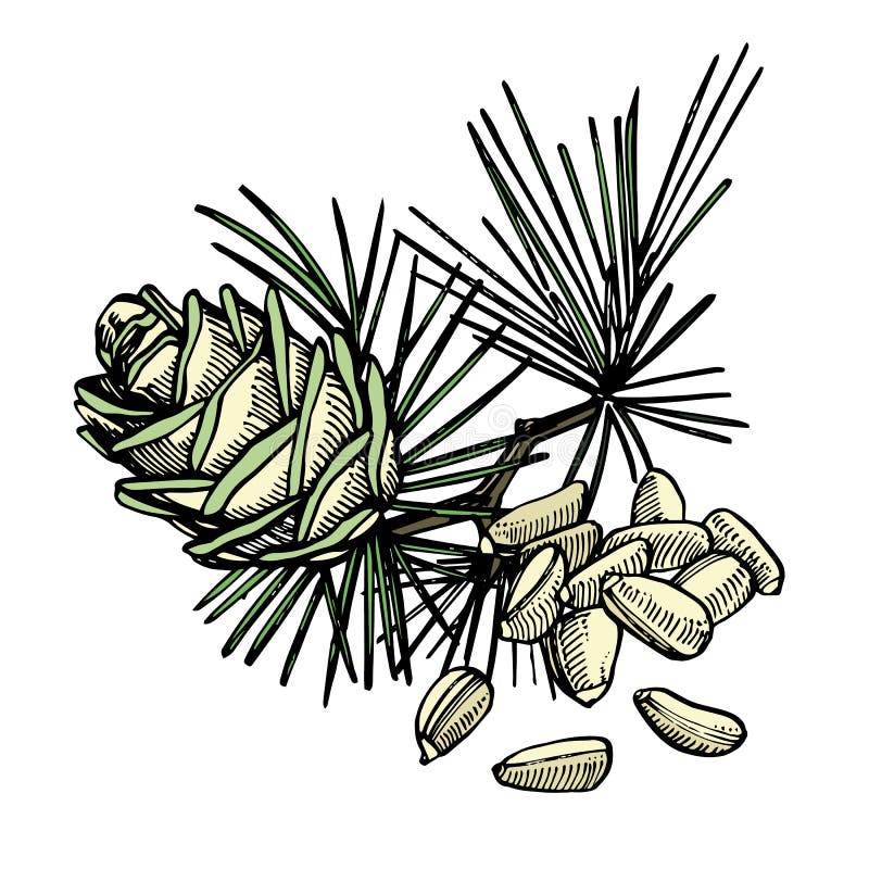 Pine Nuts and Cedar Cone Vector Hand Drawn Illustration. Stock Vector ...