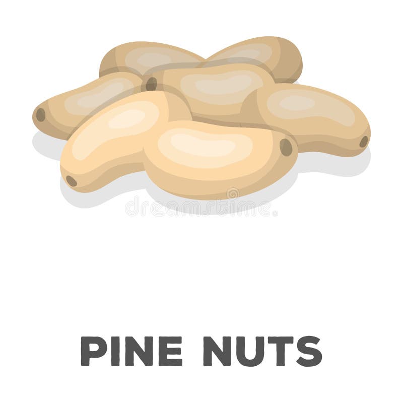 Pine Nuts.Different Kinds of Nuts Single Icon in Cartoon Style Vector ...