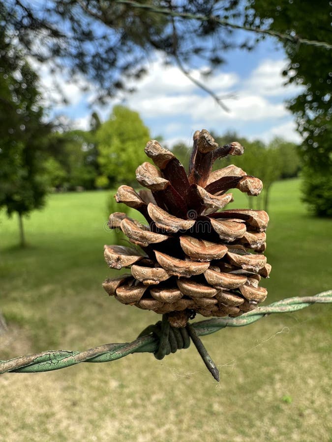 Pine nuts stock photo. Image of seeds, edible, trees - 277568254