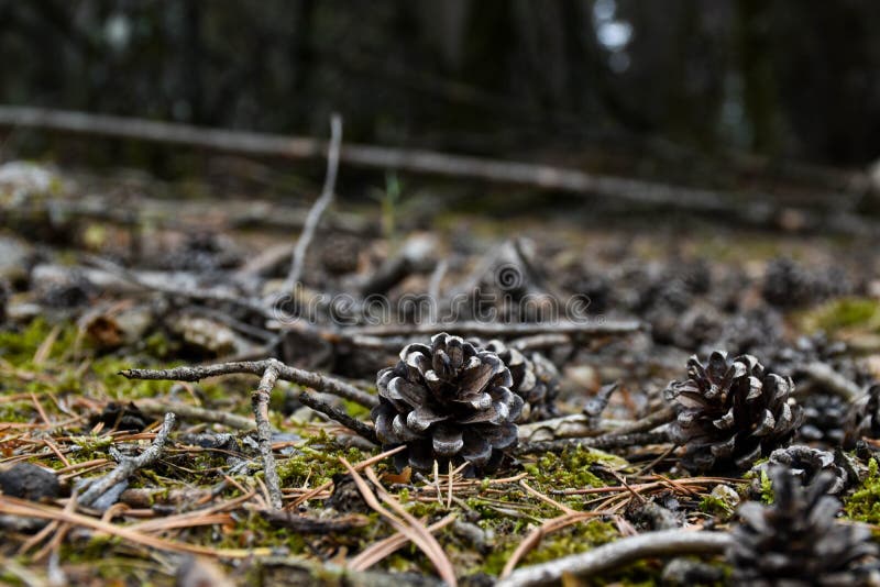 Pine Nuts on the Forest Ground Stock Photo - Image of mountain, calm ...