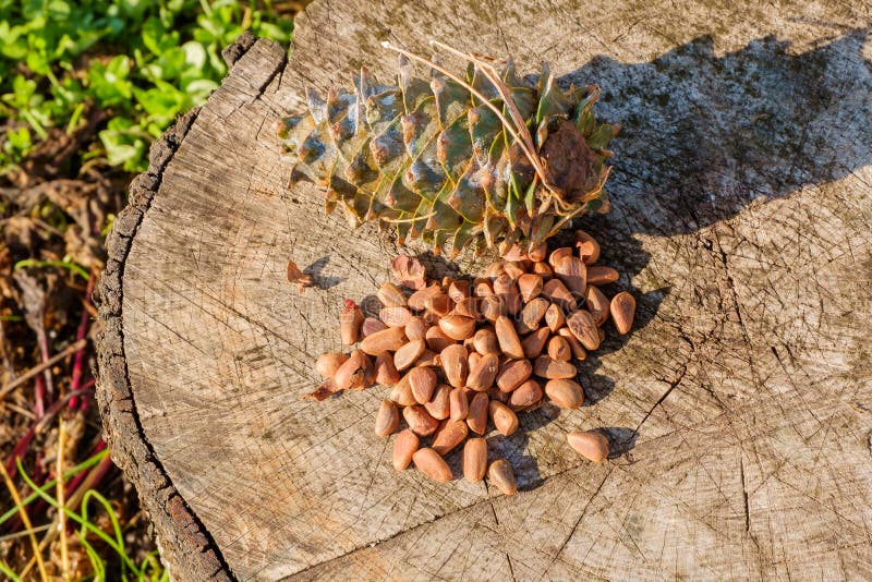 Pine Nuts with a Fresh Pine Cone Soaked in Resin on a Tree Stump Stock ...