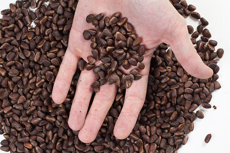 Pine nuts in hands stock photo. Image of scattering, pine - 90798408
