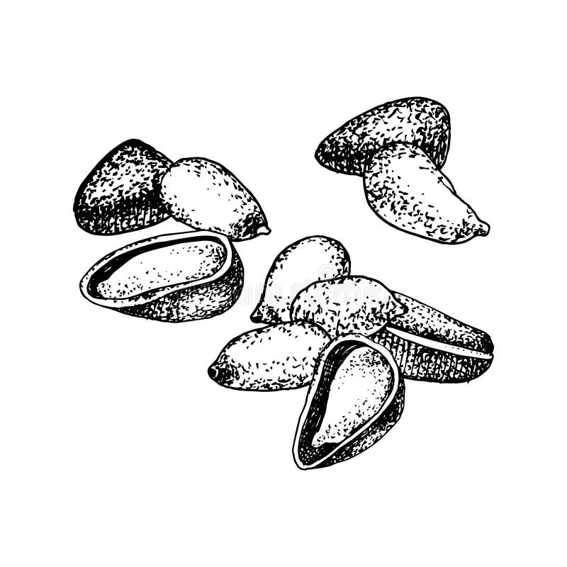Shell Pine Nuts Stock Illustrations – 335 Shell Pine Nuts Stock ...