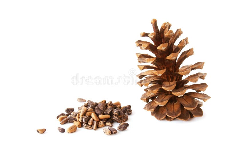 Pine nuts and a pine cone stock photo. Image of nuts - 12736390