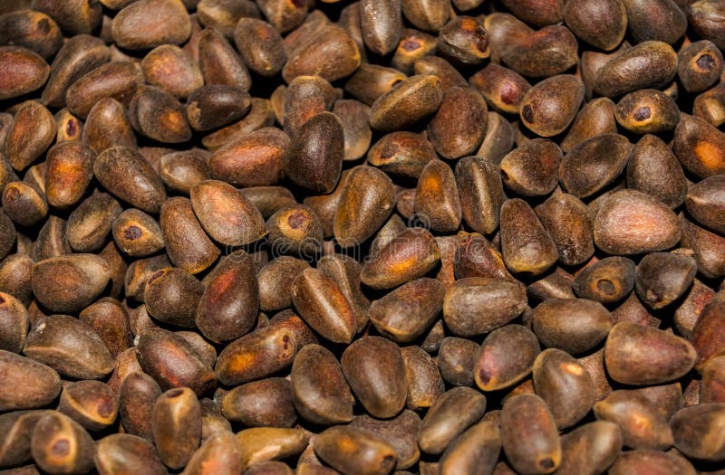 Pine Nut In The Shell Close-up. Texture Macro Stock Image - Image of ...