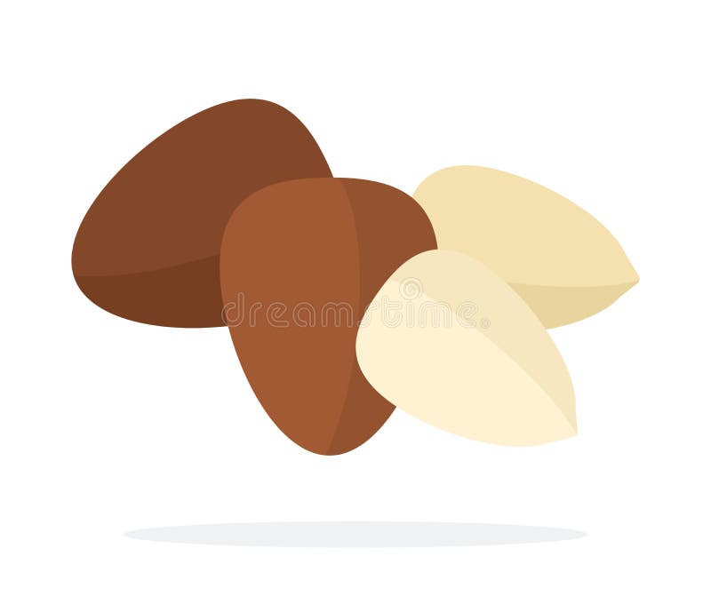 Shell Pine Nuts Stock Illustrations – 485 Shell Pine Nuts Stock ...