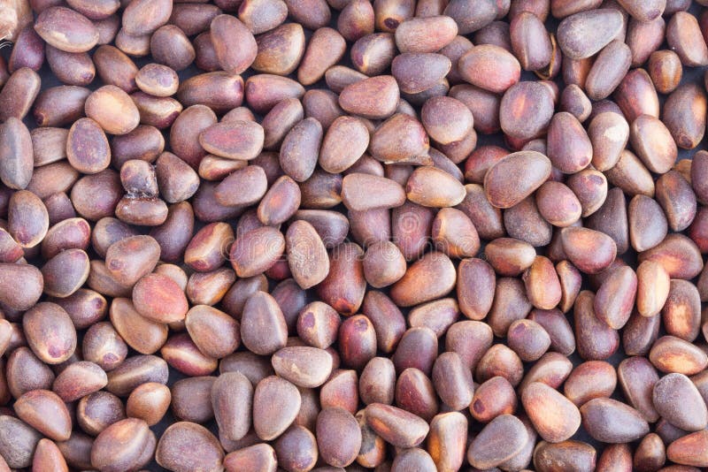 Pine Nuts in Shells. Background Stock Photo - Image of botany, crop ...