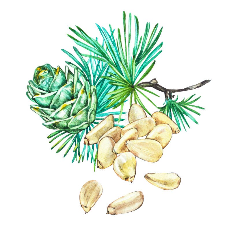 Pine Nuts and Cedar Cone Vector Hand Drawn Illustration. Stock Vector ...