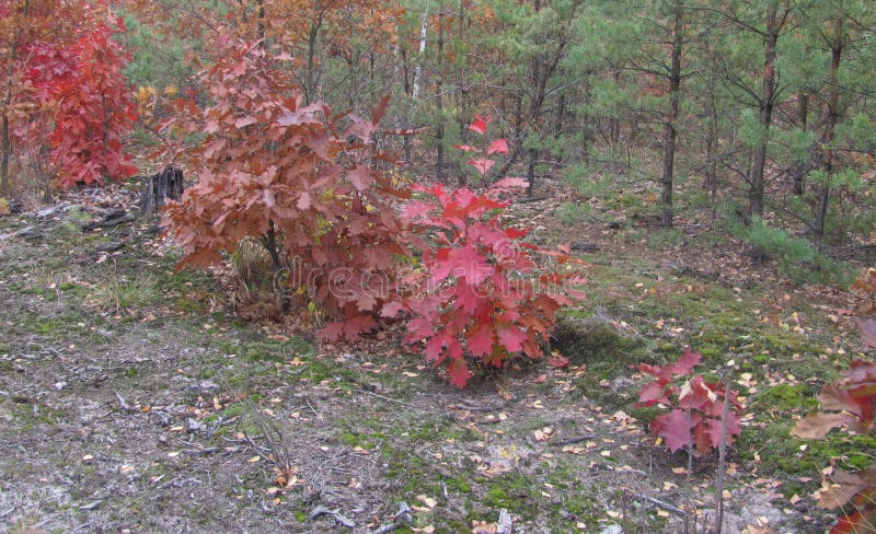 Pine and oak forest stock photo. Image of colorful, land - 190226766