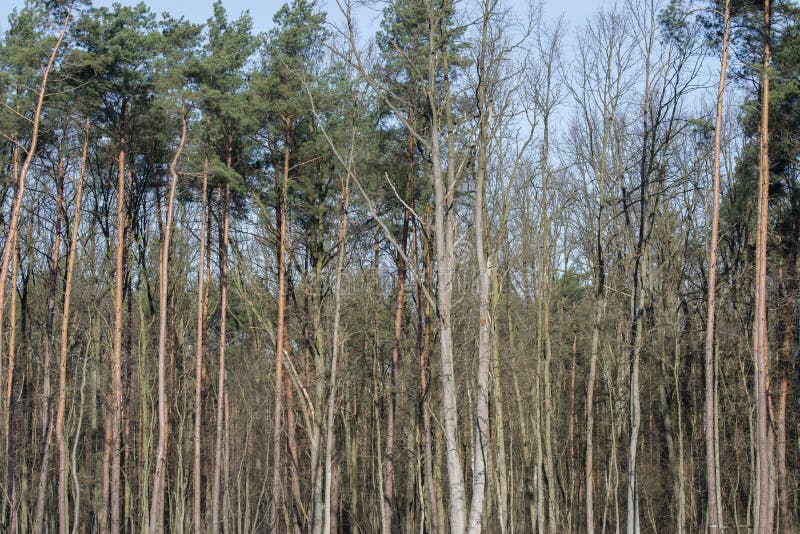 Pine and Oak Trees in Forest Stock Image - Image of growth, morning ...