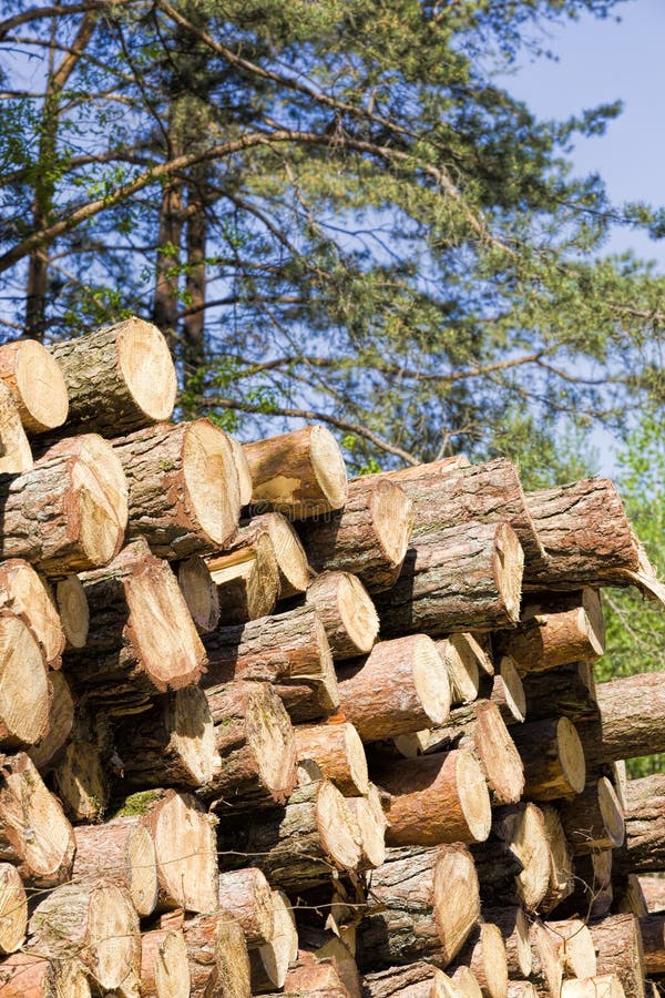 Pine and other hard wood stock image. Image of nature - 201258423