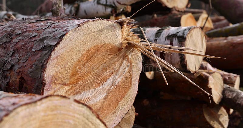 Pine and Other Tree Trunks during Deforestation, Stacked Pile Stock ...