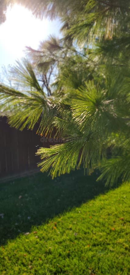 Pine out side green fall stock image. Image of pine - 202235651