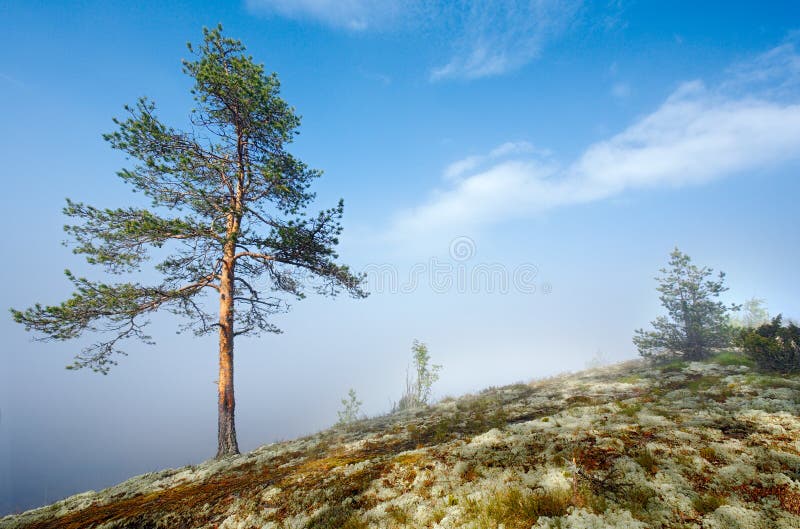 Pine over a fog stock photo. Image of ecology, summer - 11969476
