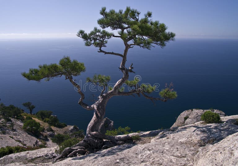 Pine over the sea stock image. Image of landscape, blue - 22201963