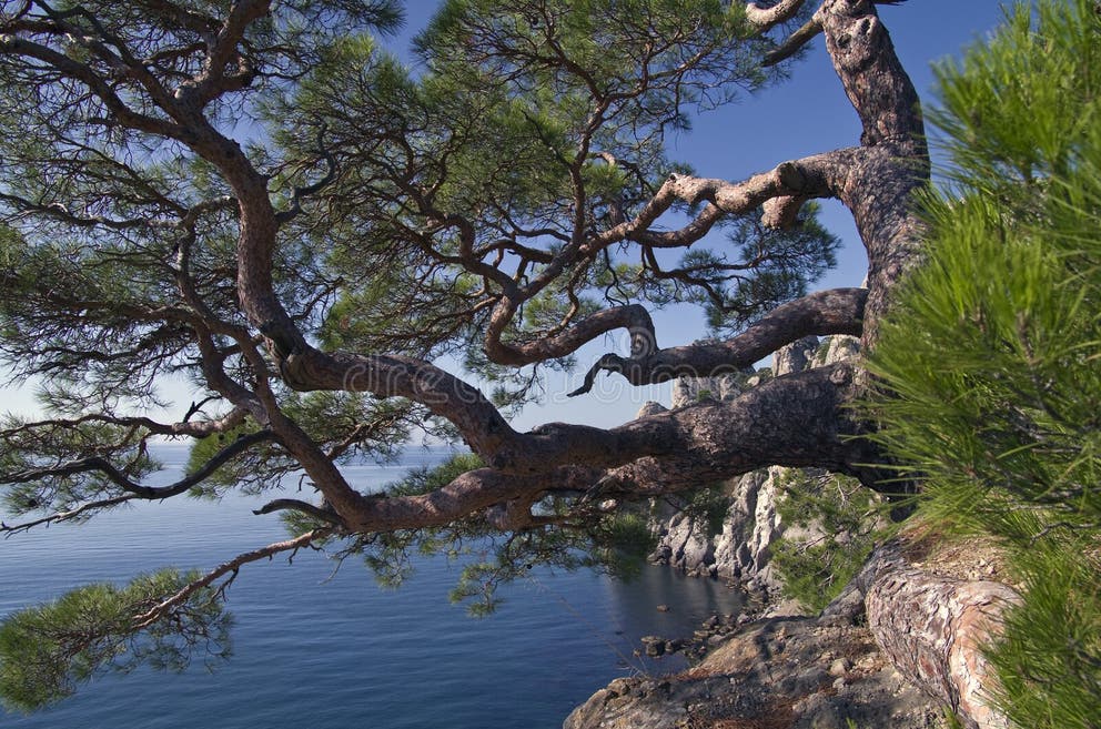 Pine over the sea stock photo. Image of blue, idyllic - 22236416