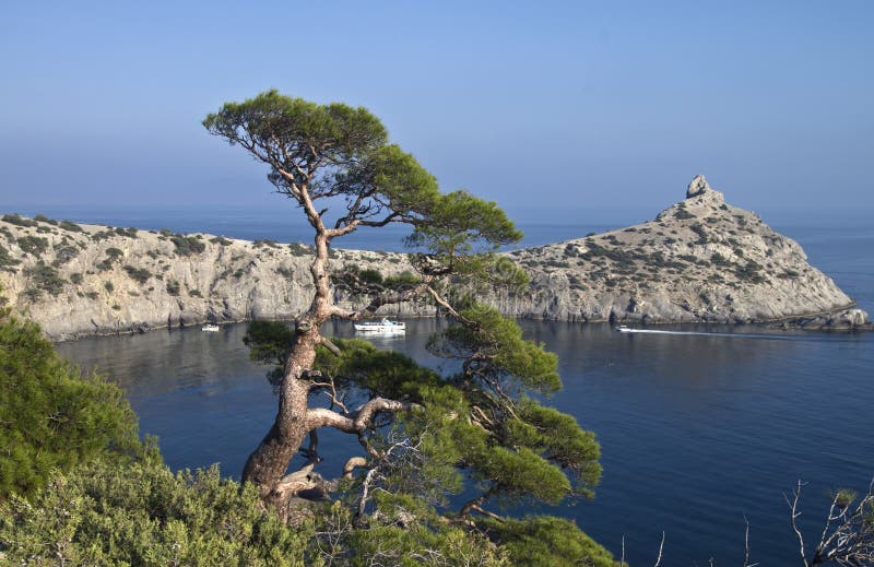 Pine over the sea. stock image. Image of ship, peak, mountains - 28111583