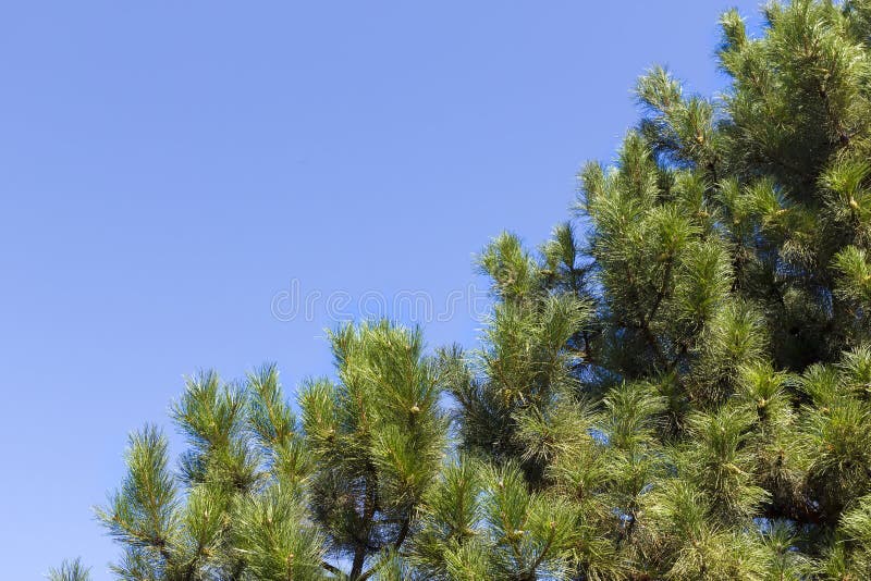 Pine over the sea. stock image. Image of ship, peak, mountains - 28111583