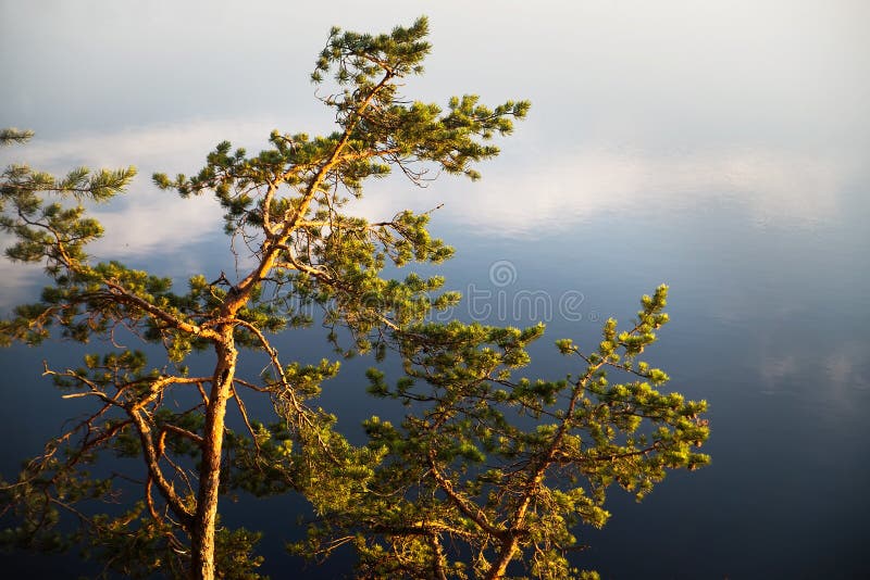 Pine Over the Water. Nature, Summer. Karelia Stock Image - Image of ...