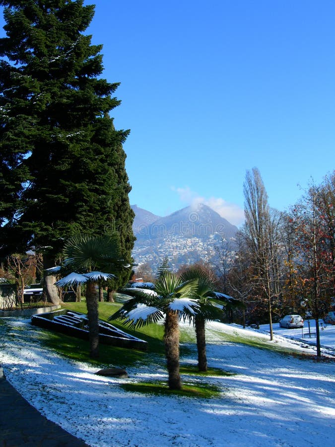 Pine and Palm Trees Against Clear Blue Sky and Mountains in Switzerland ...
