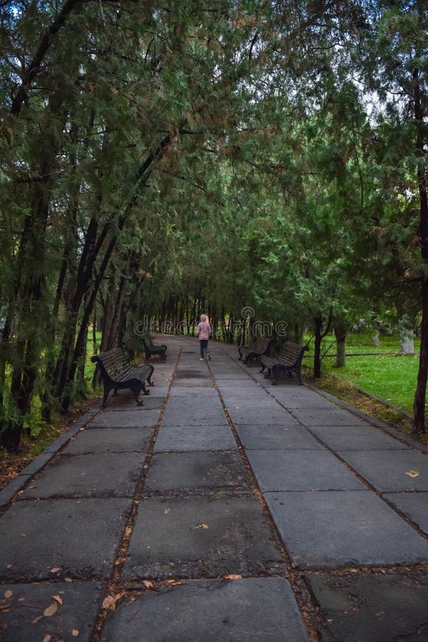 In the pine path . stock image. Image of path, beautiful - 137465095